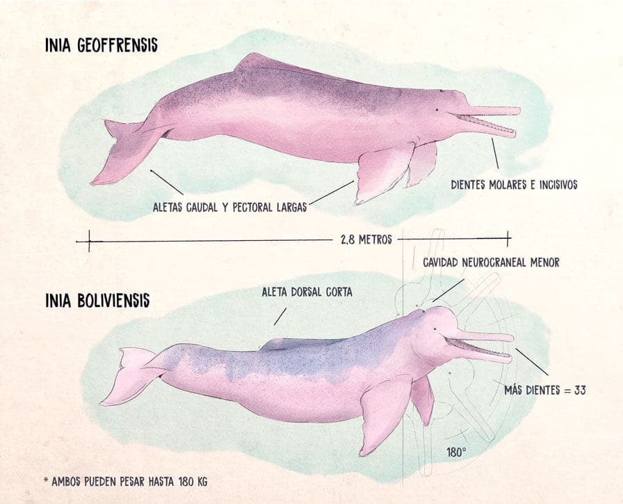 Endemic Bolivian Pink River Dolphin - Everything You Need to Know About ...